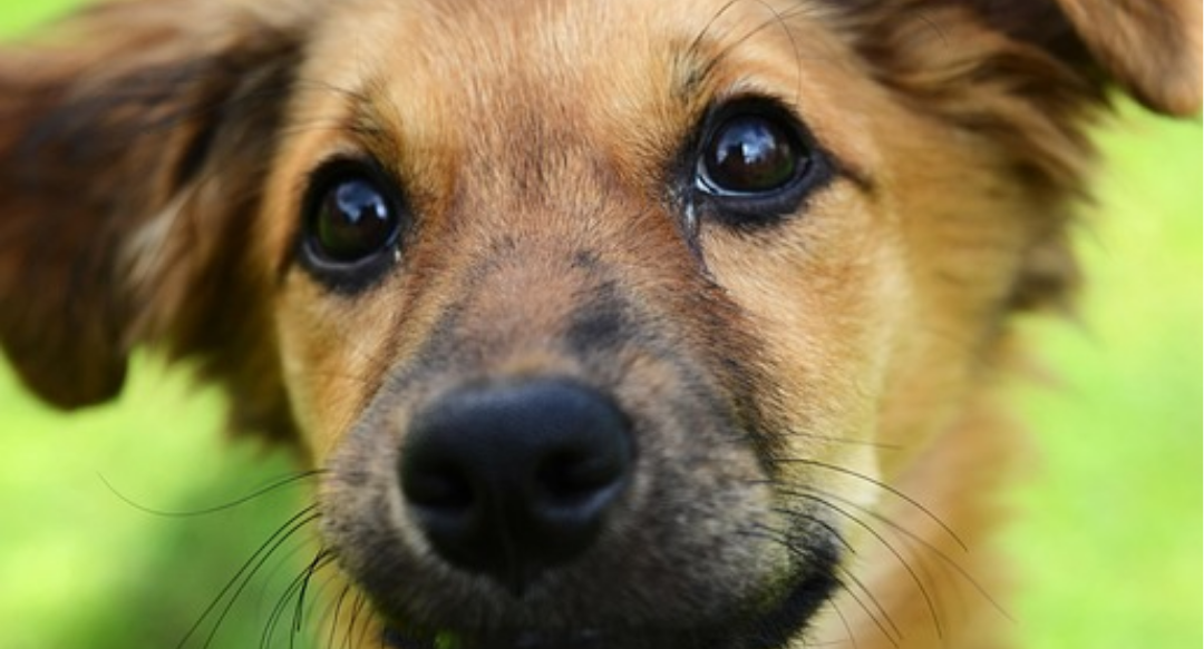 ¿Quieres adoptar a uno de los perritos rescatados en el Metro CDMX ...
