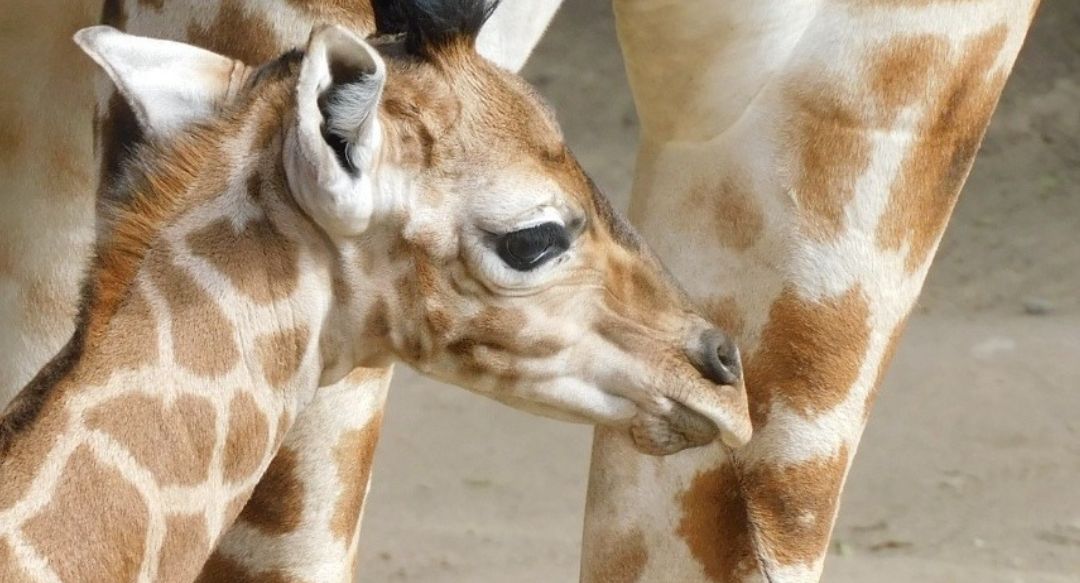 Ella es Jabari, la jirafa recién nacida en Chapultepec que conquista corazones | Guillermo ...