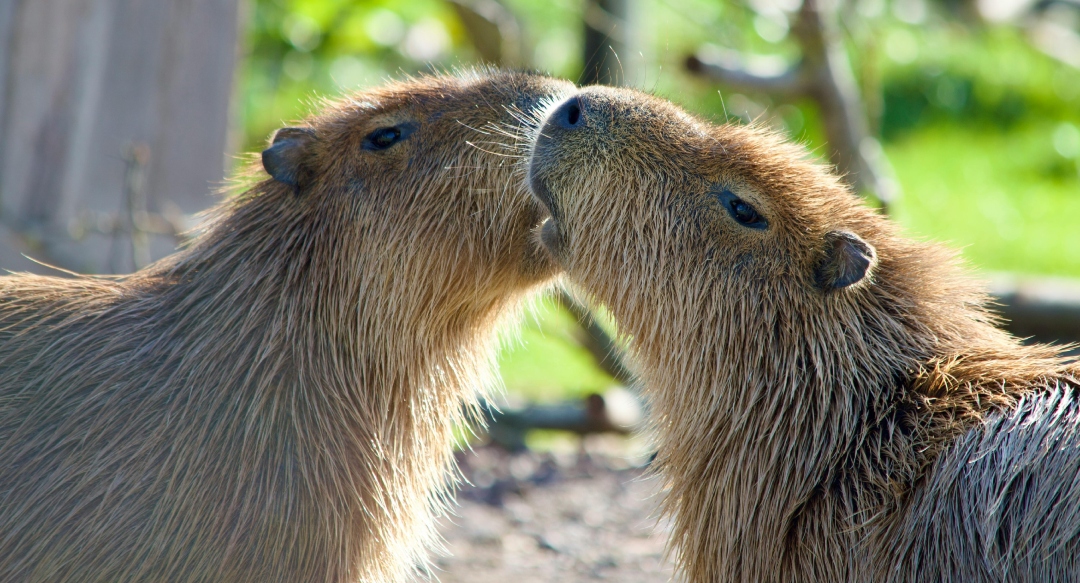 Capibara Fest 2025: El festival más tierno de la CDMX, ¿cuándo y dónde ...