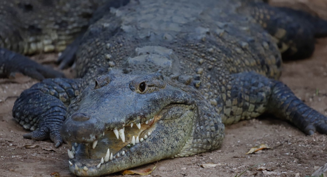 Enorme cocodrilo de 3 metros aterroriza Ciudad Madero; aseguran comió ...