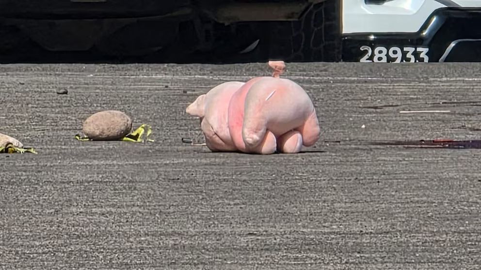 Aparece otro cerdito rosa en una escena de homicidio, ahora en Tecate ...
