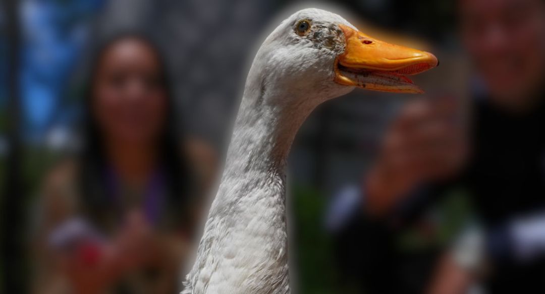 ¿Cuánto tendrán que pagar las marcas por usar al Pato Merlín? Esto ...