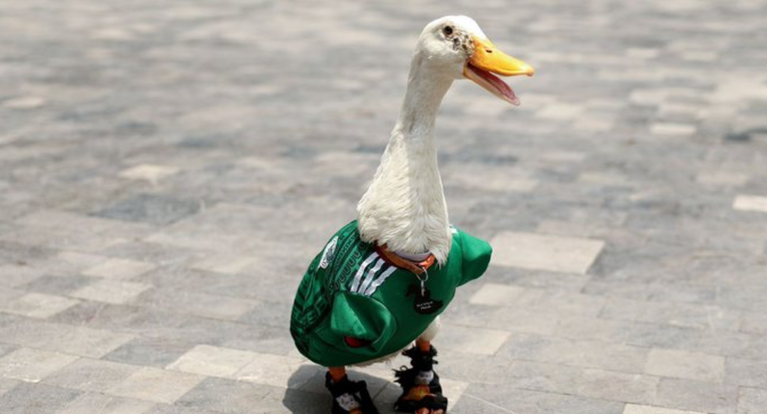 Merlín, el pato mundialista, irá al Mundial 2026: esta es su historia ...