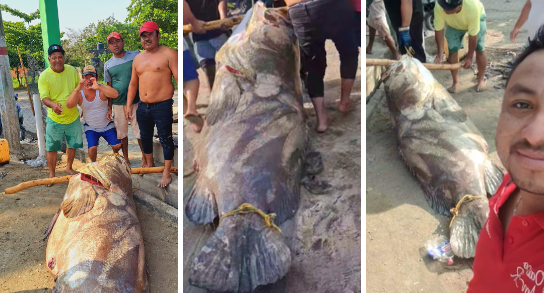 Pez Cherna: el espécimen de casi 300 kilos que atraparon en las costas ...