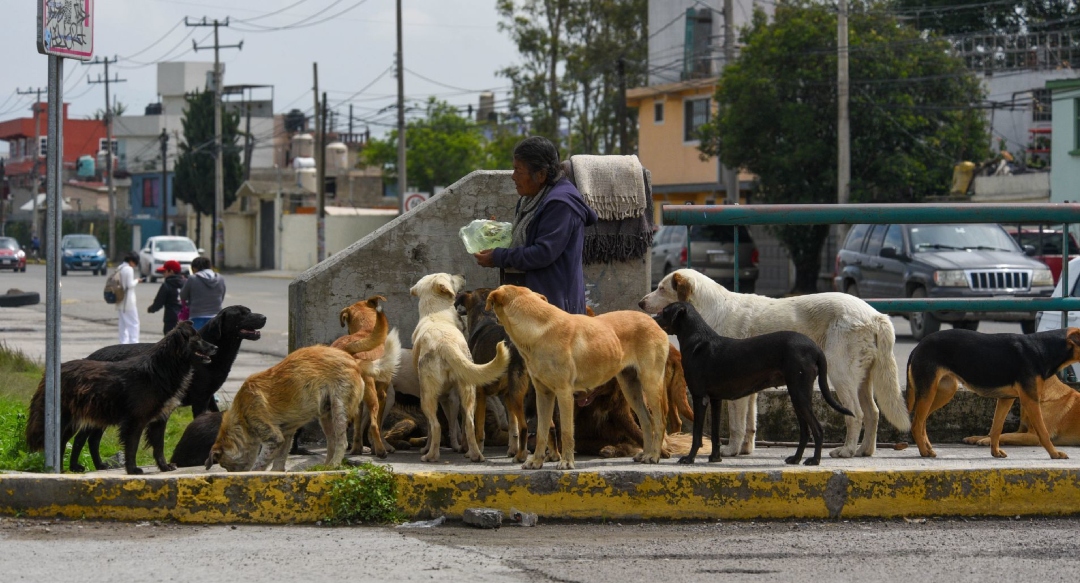 Cómo actuar ante el ataque de una jauría de perros en la calle: guía ...
