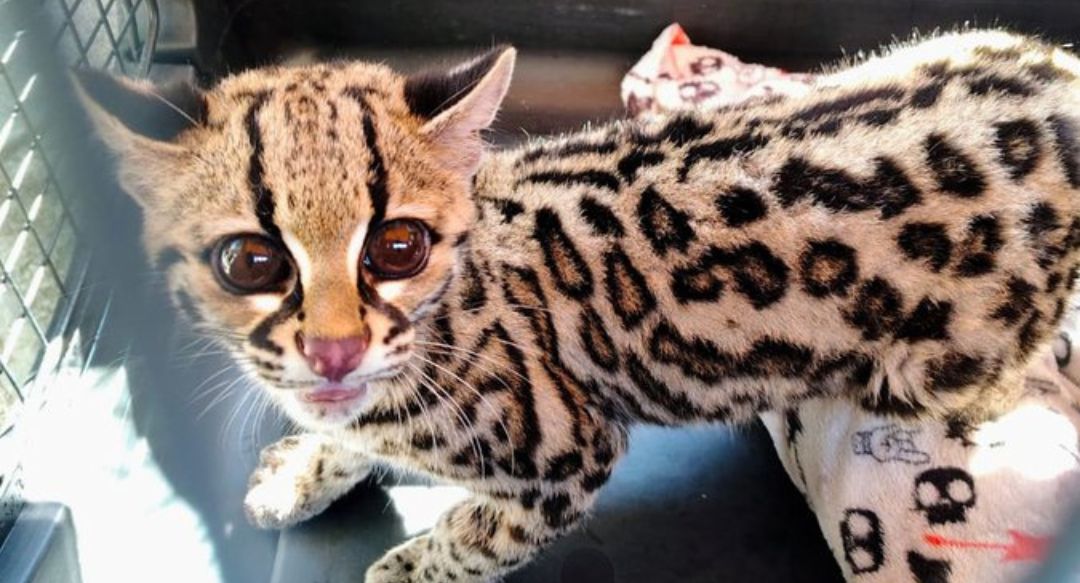 Rescatan tigrillo en peligro de extinción en casa de Álvaro Obregón ...