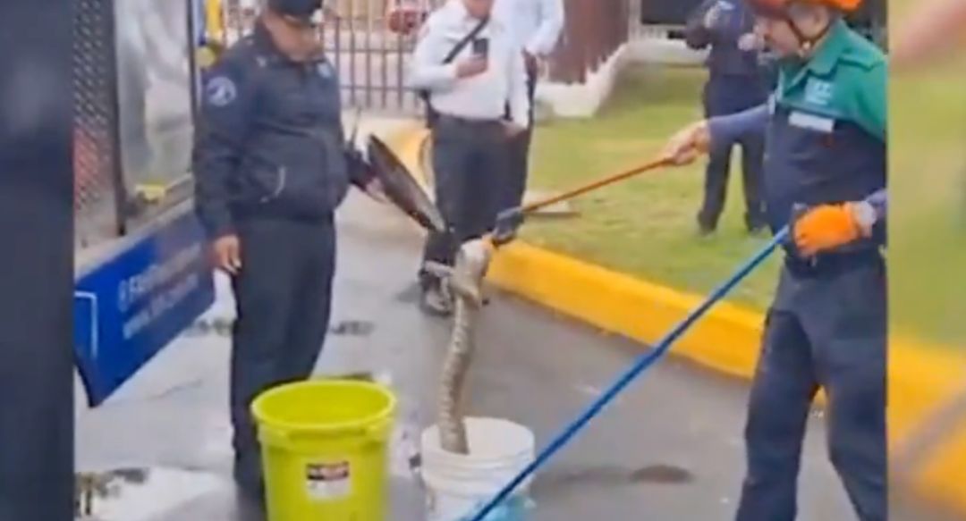 Hallan enorme víbora en el IPN Zacatenco, ¿qué pasó con ella ...